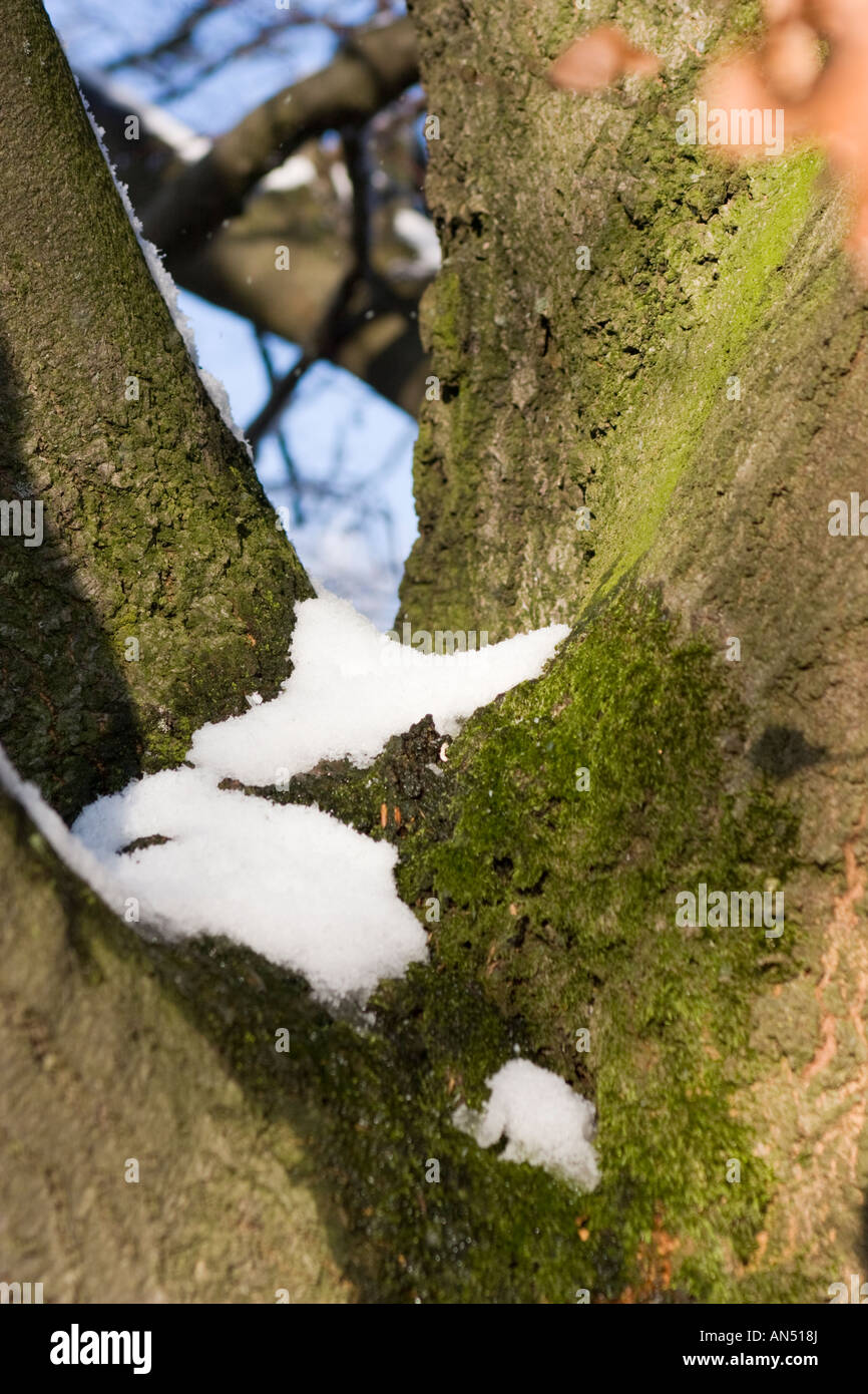 Stem and ice hi-res stock photography and images - Alamy
