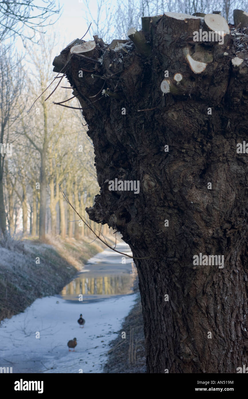 Pollarded willow tree in winter Stock Photo - Alamy