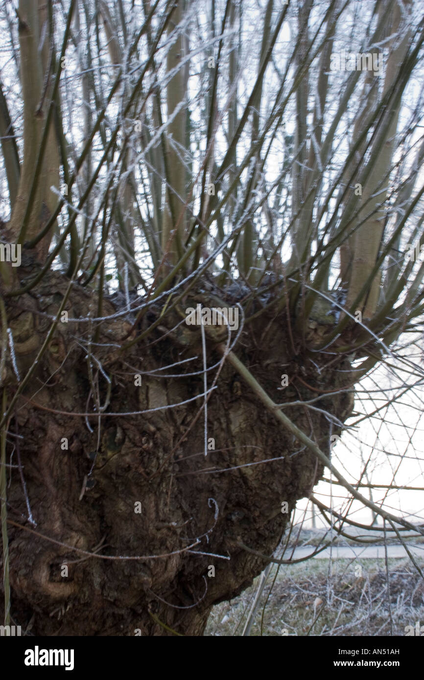 Pollarded willow tree detail Stock Photo - Alamy