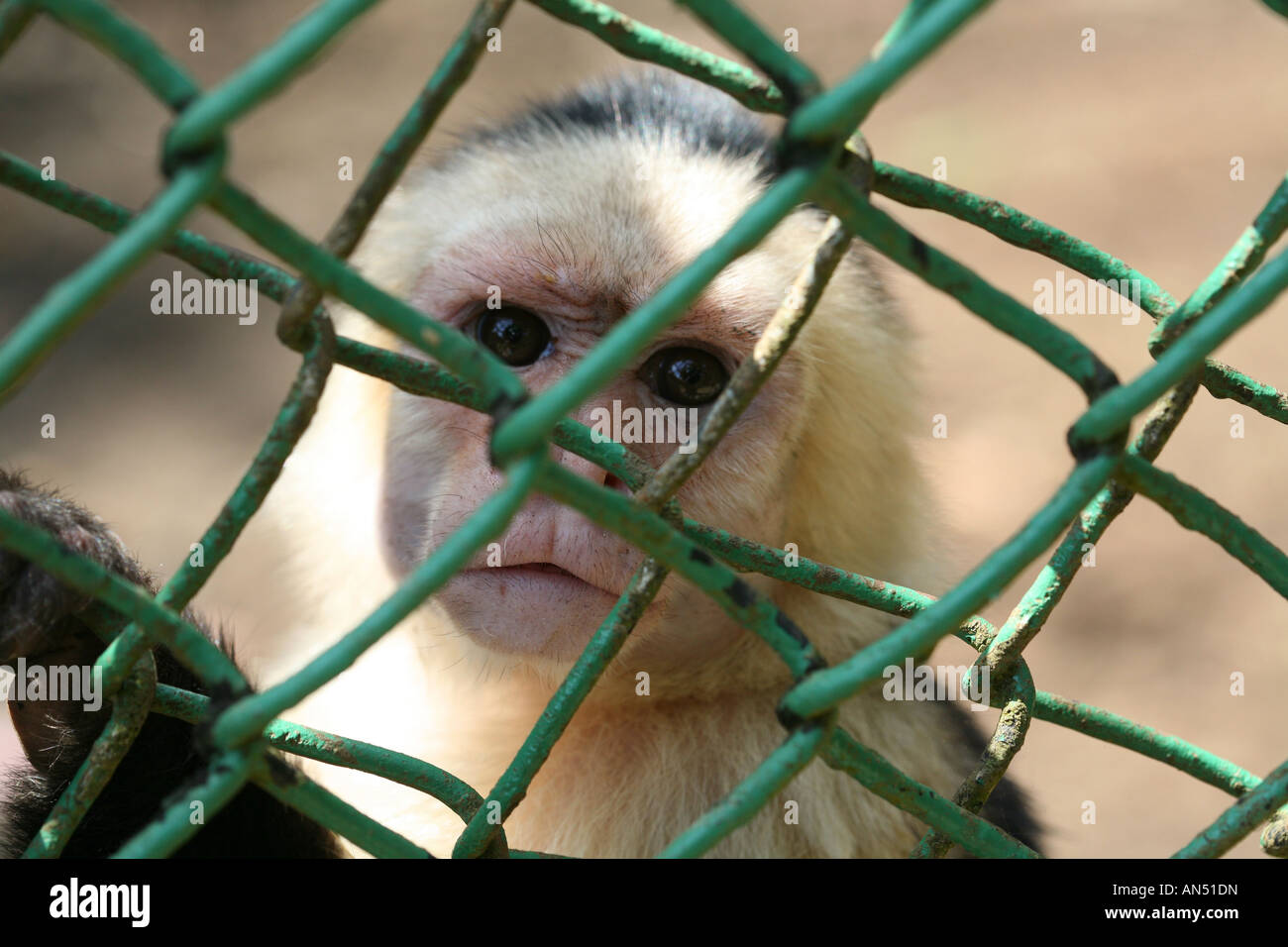 White faced monkey staring at you behind a fence at a refuge for wild ...