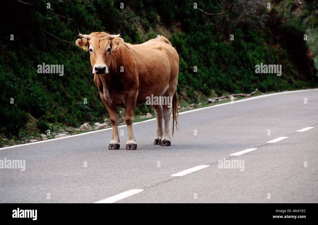 Cow crossing the road Stock Photo - Alamy