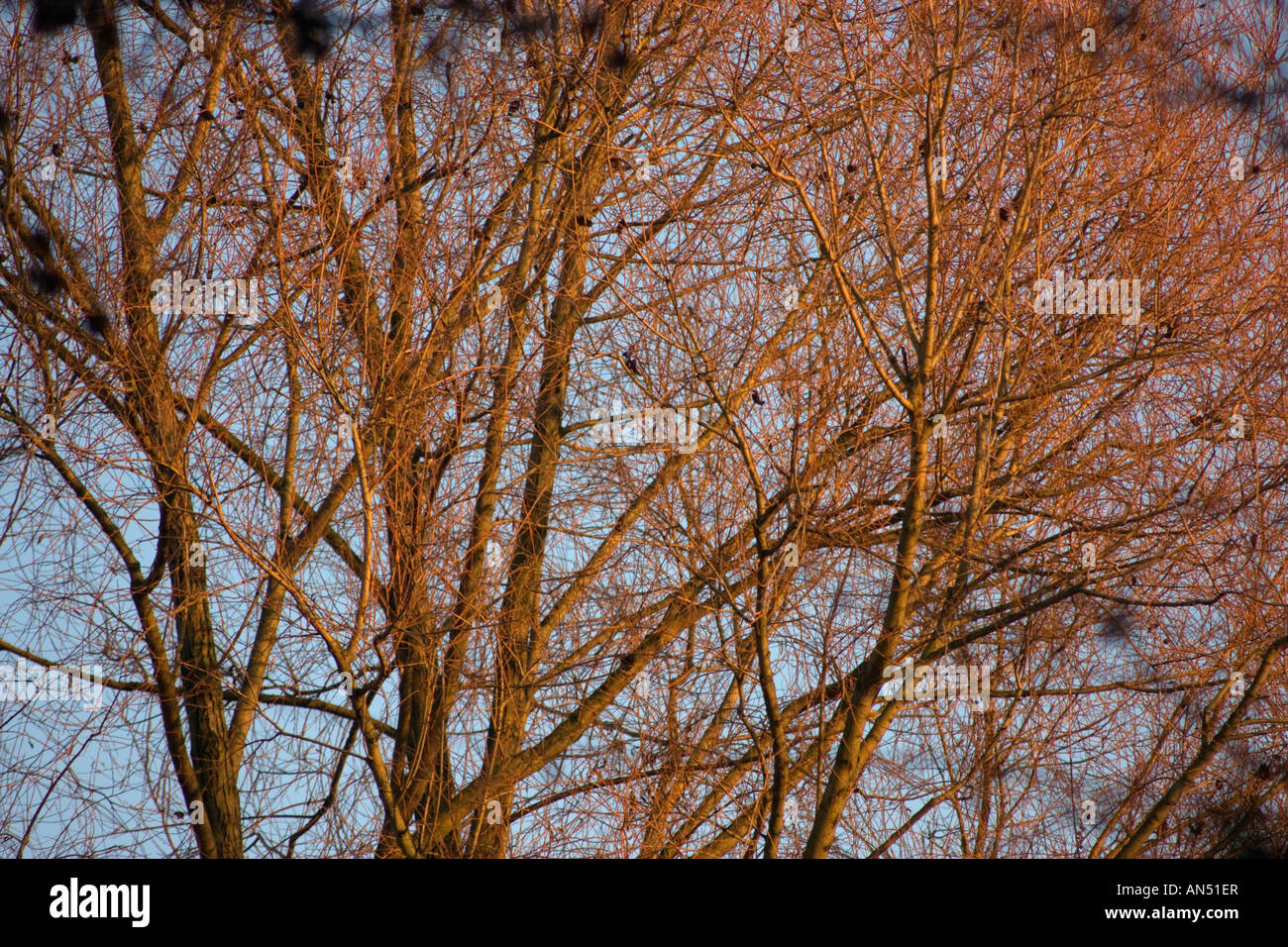Willow tree, salix Stock Photo - Alamy