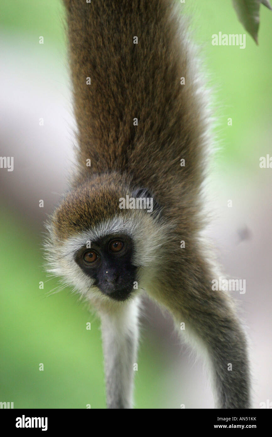 vervet monkey hanging from a tree Stock Photo - Alamy