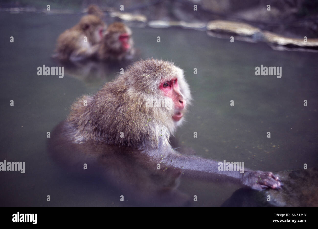 Japanese macaques bathing at a hot spring in Nagano Stock Photo - Alamy