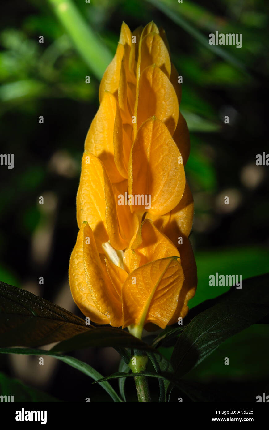 Golden shrimp flower hi-res stock photography and images - Alamy