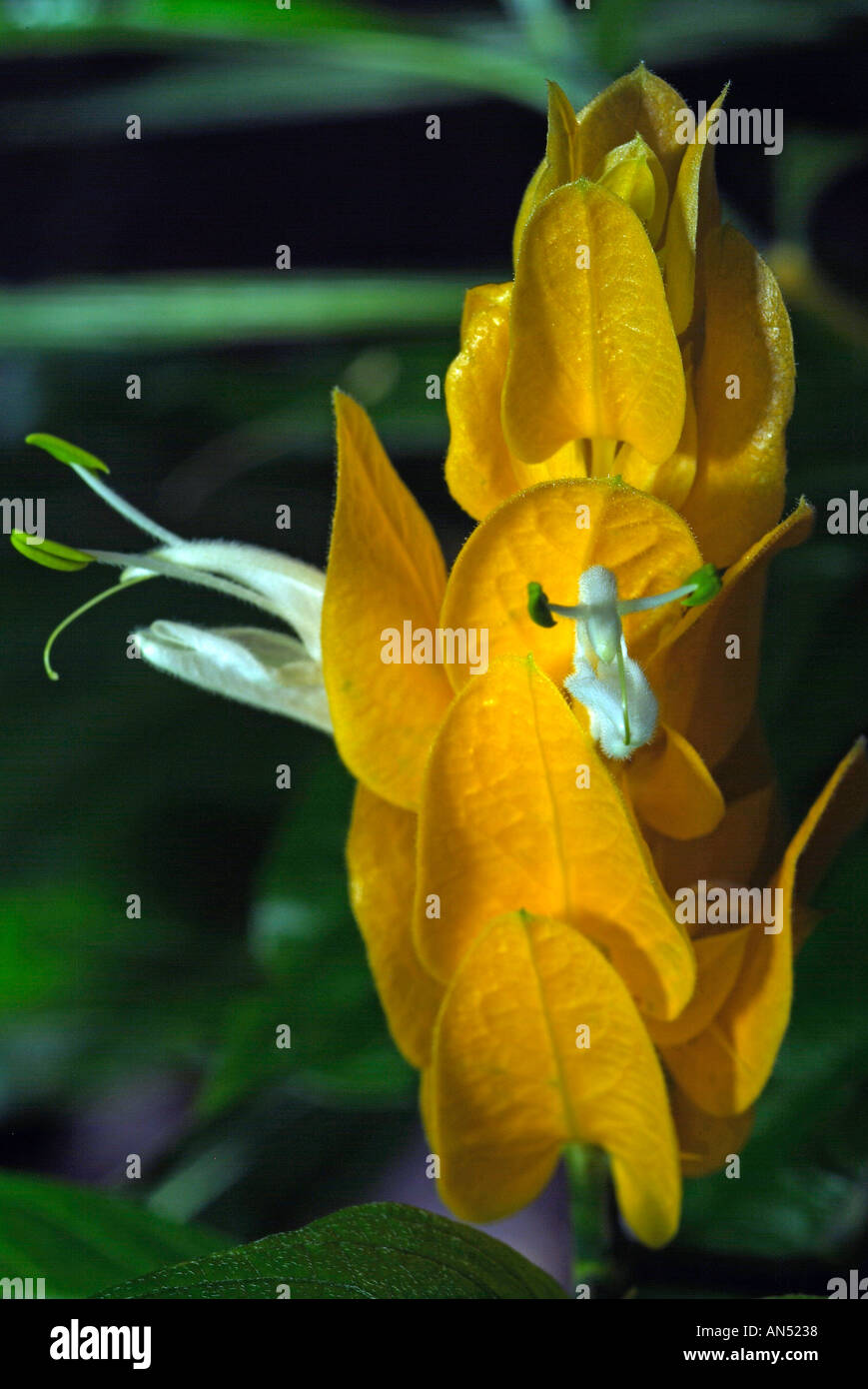 Golden shrimp flower Stock Photo - Alamy