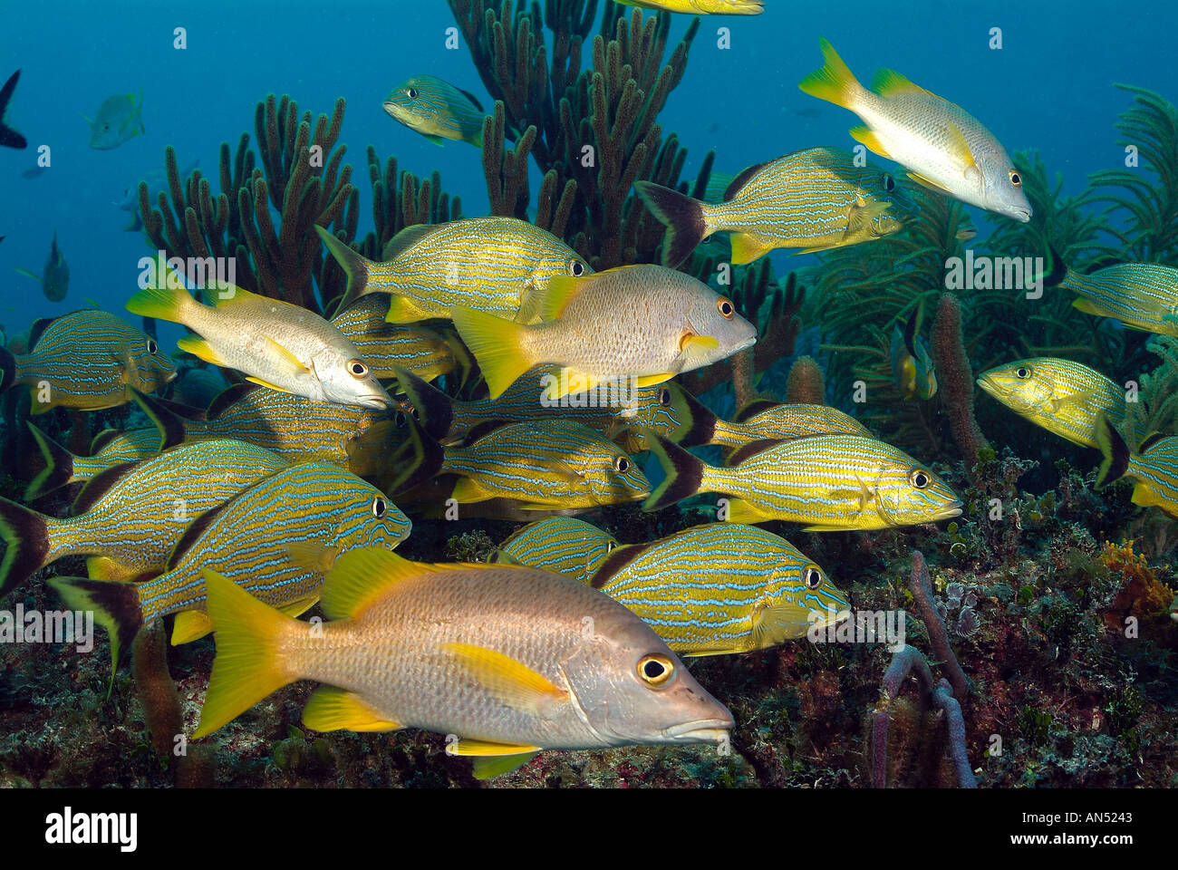 School of schoolmaster fishes off Bimini Island, Bahamas Stock Photo ...