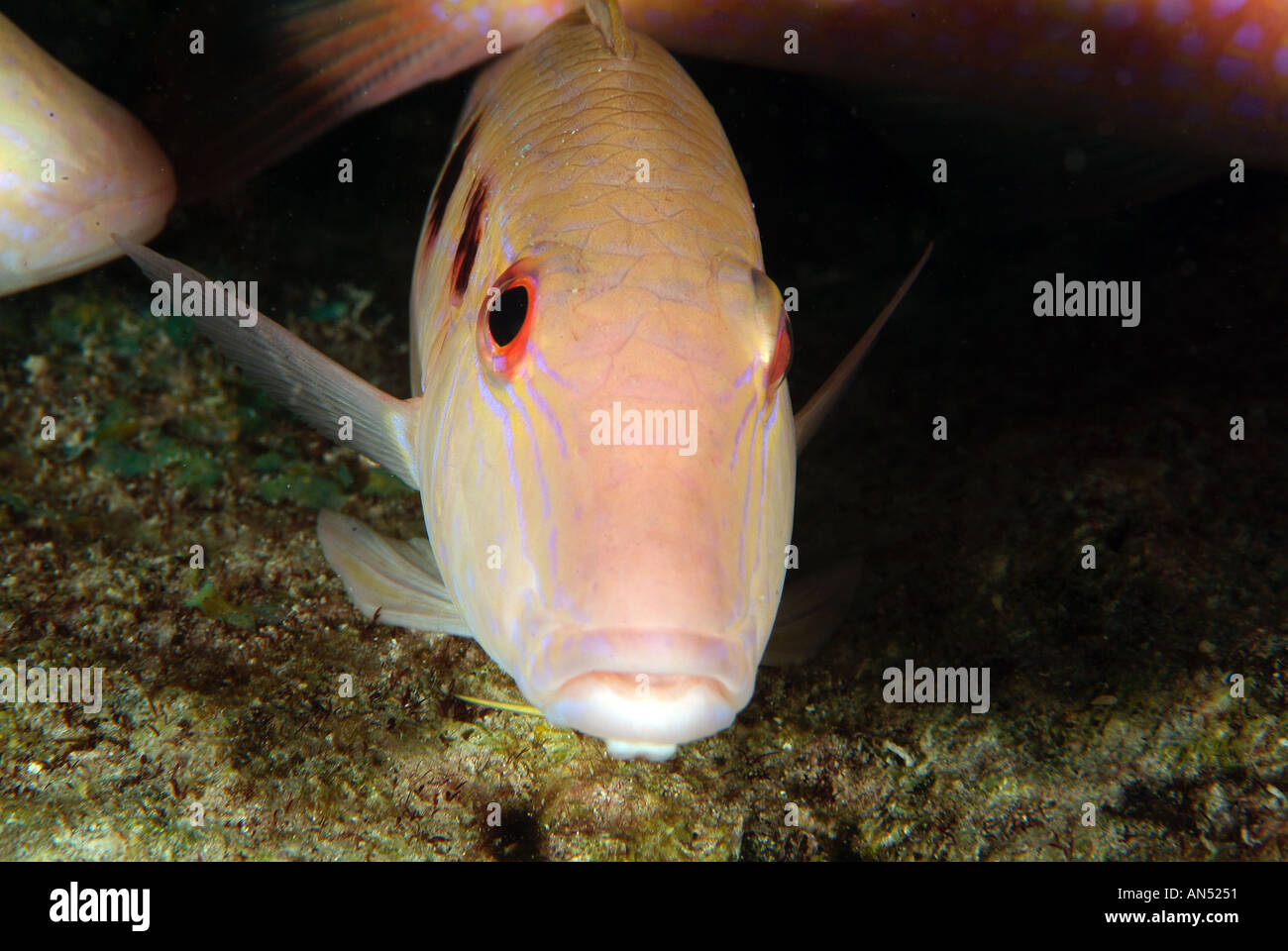 Spotted goatfish, off Bimini Island, Bahamas Stock Photo - Alamy