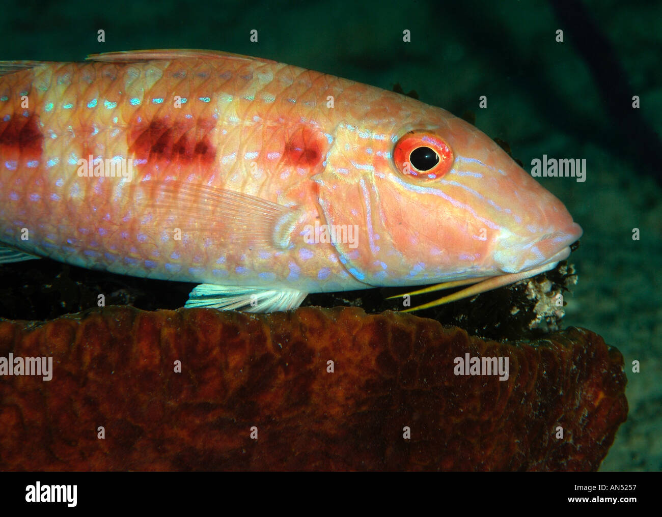 Spotted goatfish, off Bimini Island, Bahamas Stock Photo - Alamy
