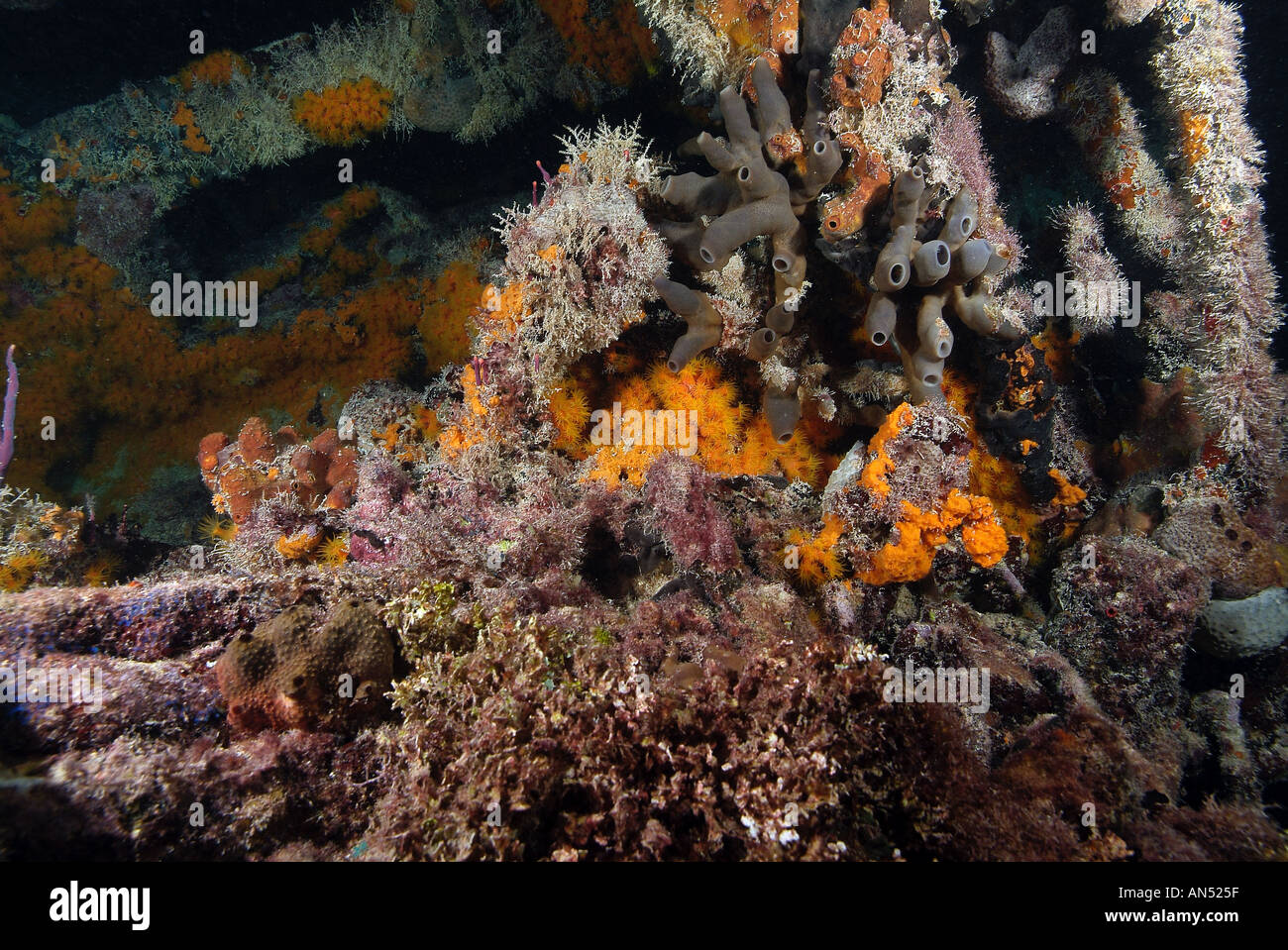 Sapona bimini hi-res stock photography and images - Alamy