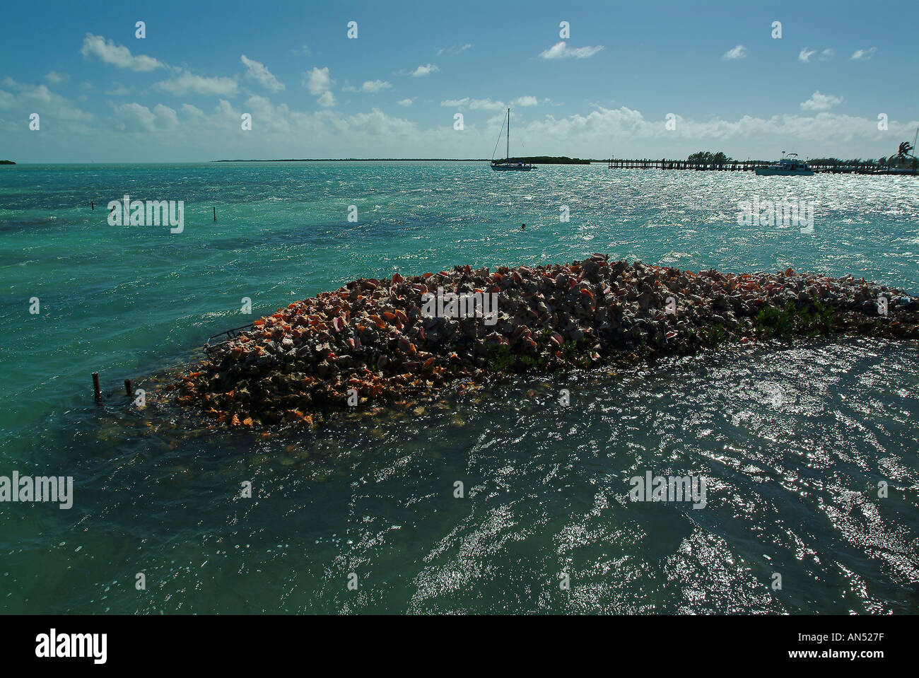 Conch shells on a beach of the bahamas hi-res stock photography and ...
