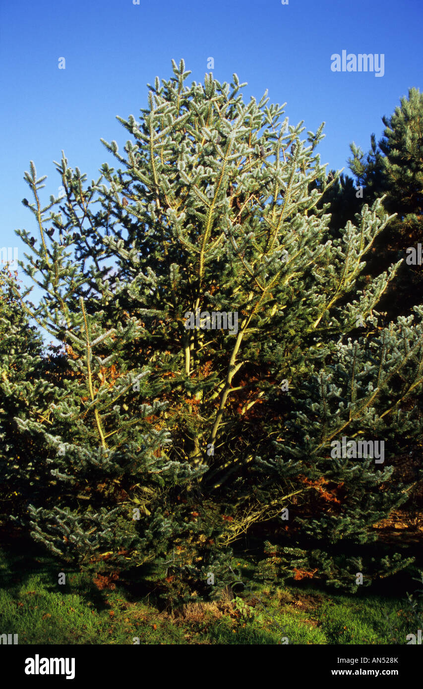 Forrests hi-res stock photography and images - Alamy