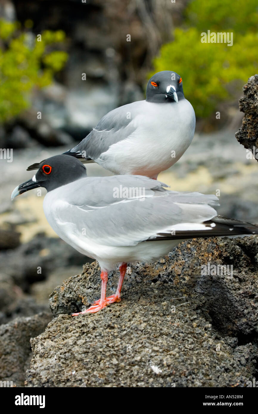 Pair of Swallow tailed gulls ( larus furcatus Stock Photo - Alamy