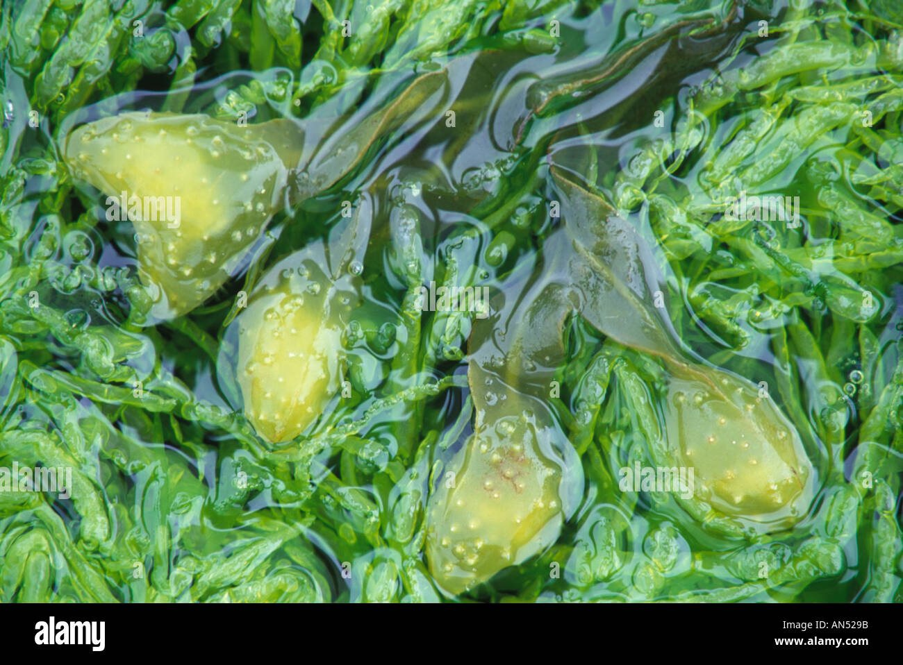 Green algae sea weed floats in tidal pool Cape Elizabeth ME US Stock ...