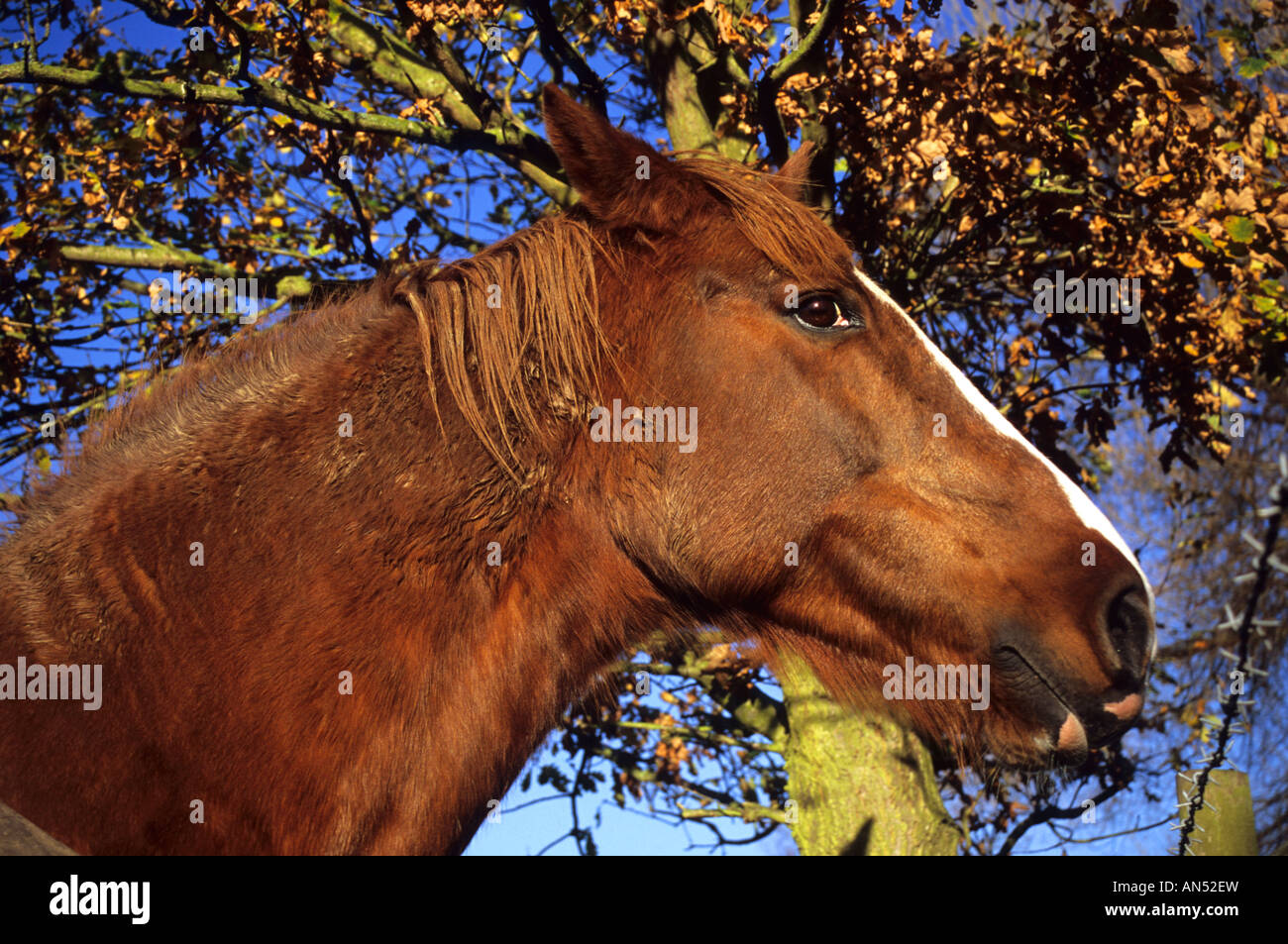 Horse Standing By Tree Stock Photo - Alamy