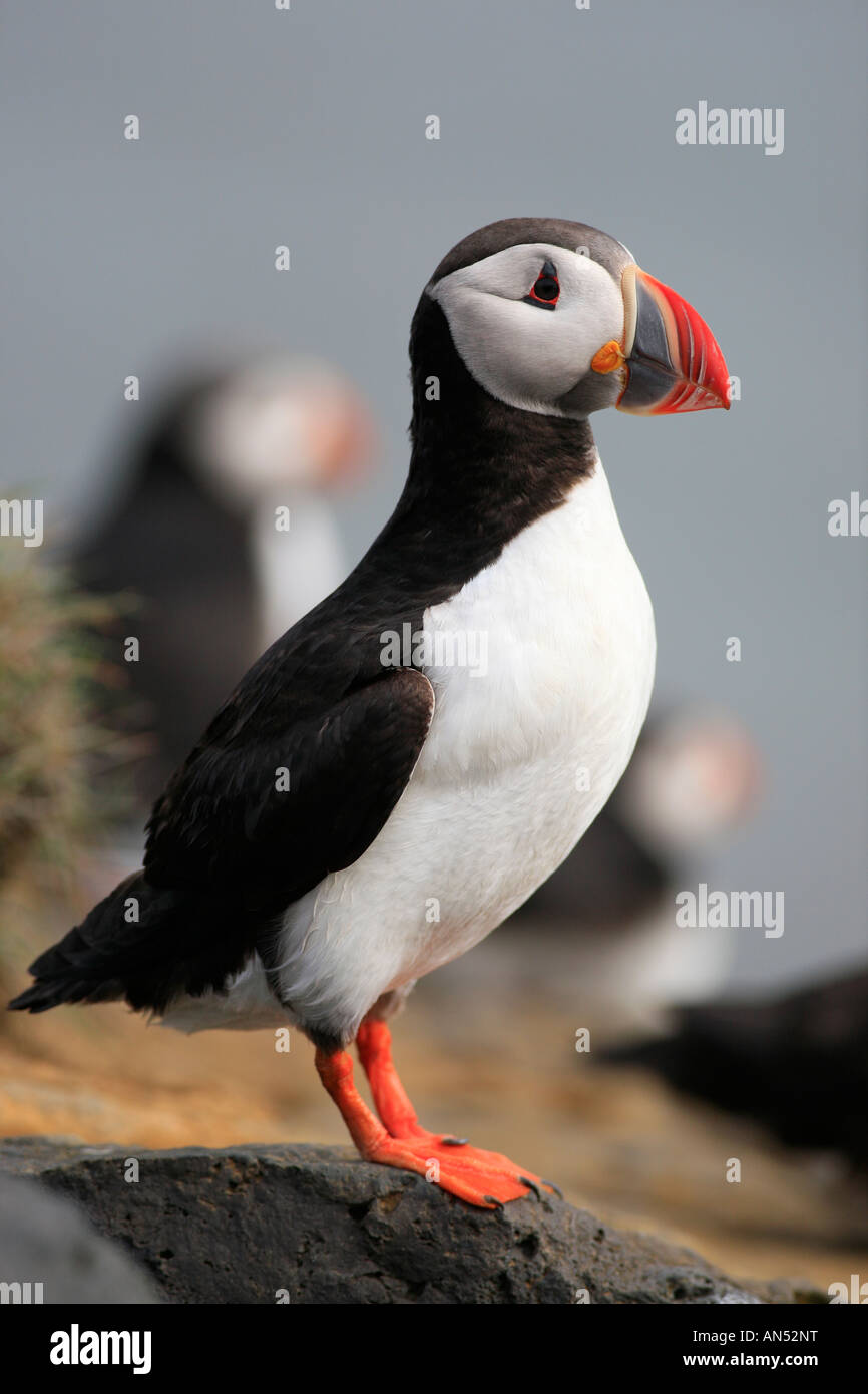 puffin Fratercula arctica lundi Iceland Stock Photo - Alamy