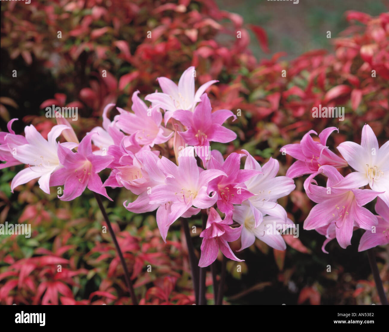 White lily flower new zealand hi-res stock photography and images - Alamy