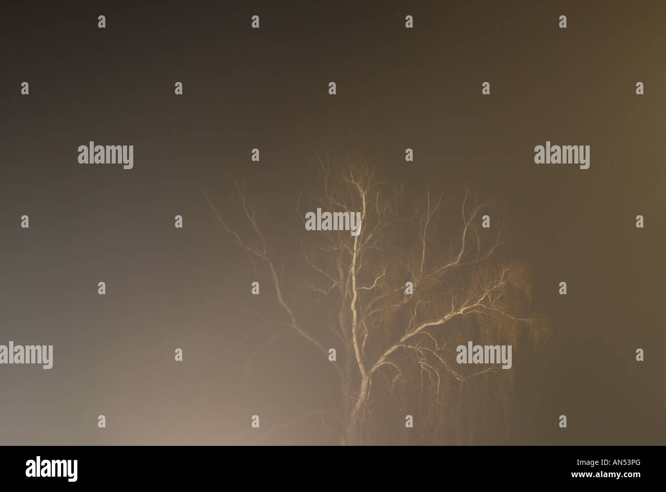 Leafless tree in a foggy night Stock Photo - Alamy