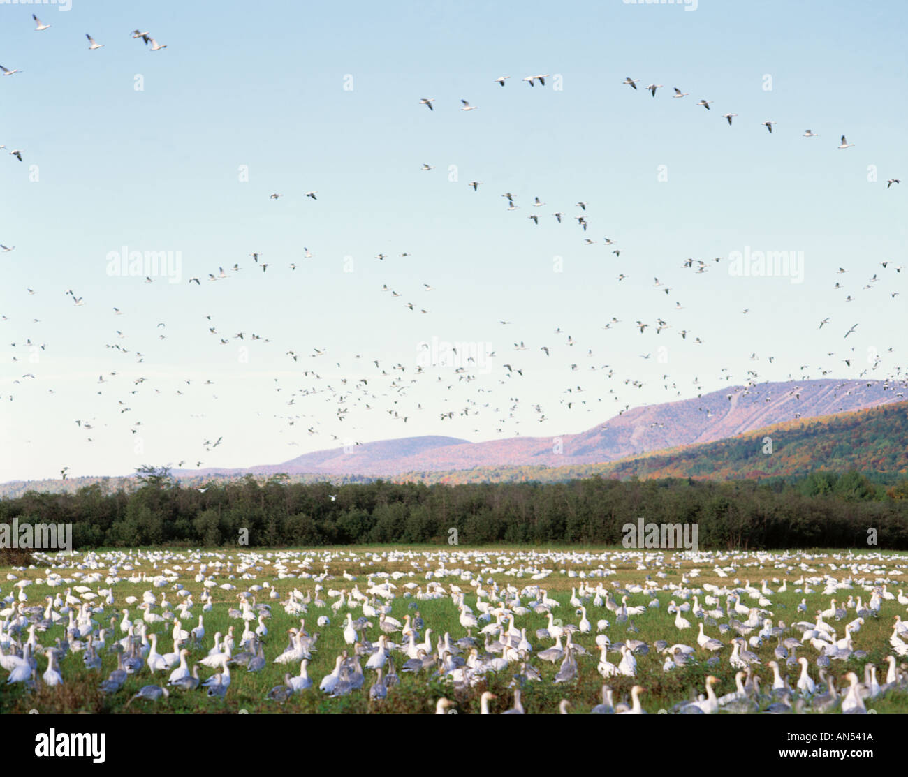 Snow Geese flying and feeding Stock Photo - Alamy