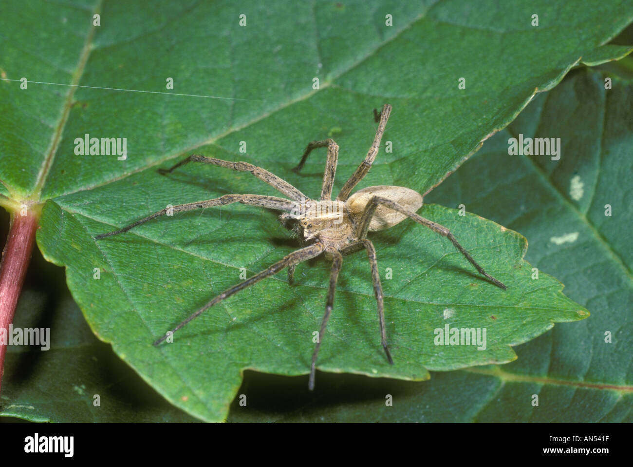 NURSERY WEB SPIDER Family Pisauridae Stock Photo - Alamy