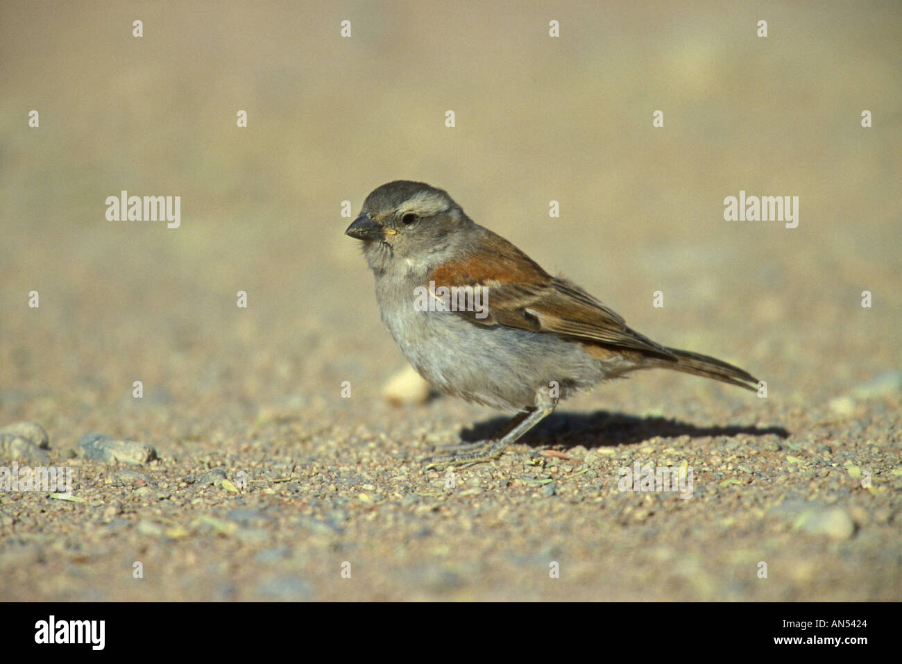 CAPE SPARROW Passer melanurus Stock Photo - Alamy