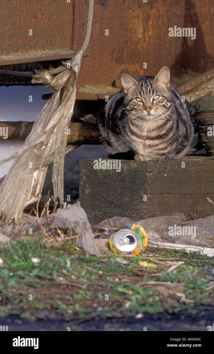 Feral cat hi-res stock photography and images - Alamy