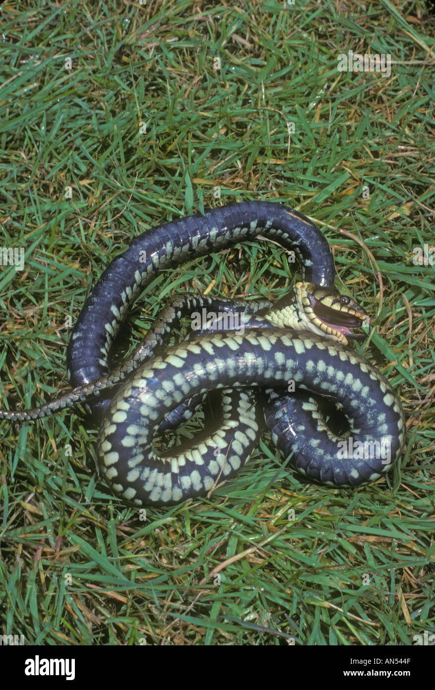 Death snake hi-res stock photography and images - Alamy