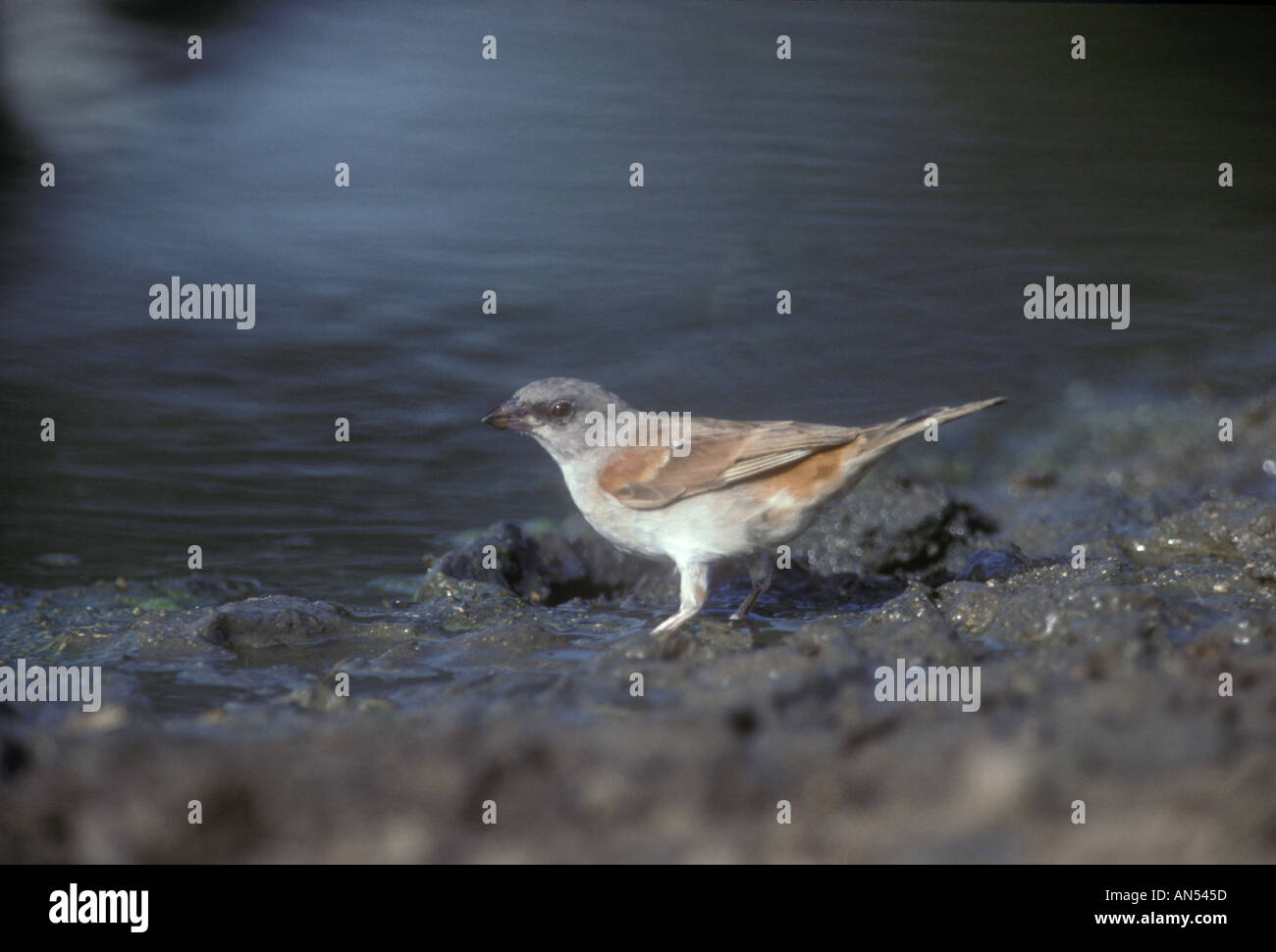 Grey headed sparrow passer griseus hi-res stock photography and images ...