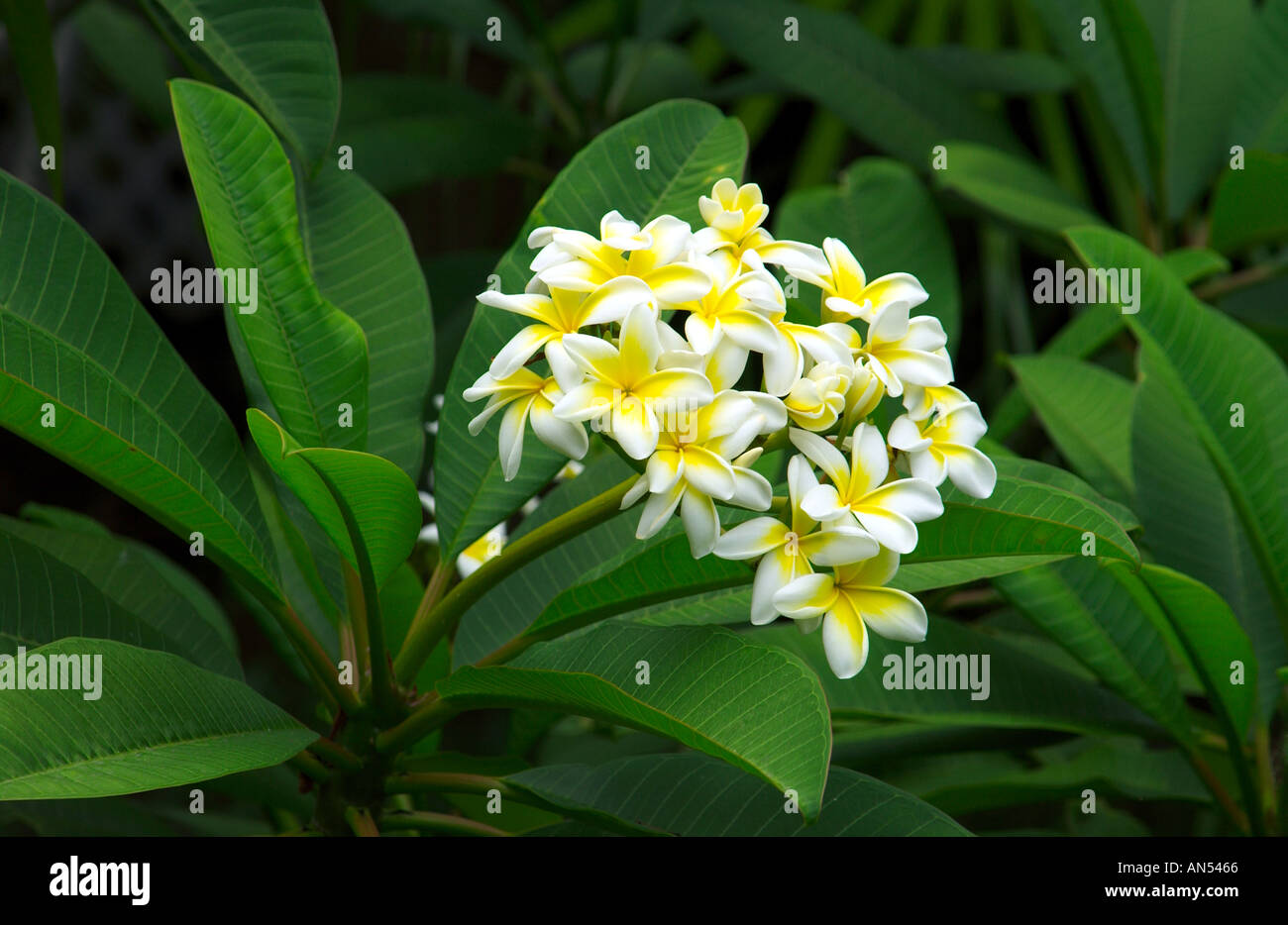 Bermuda st george flowers hi-res stock photography and images - Alamy