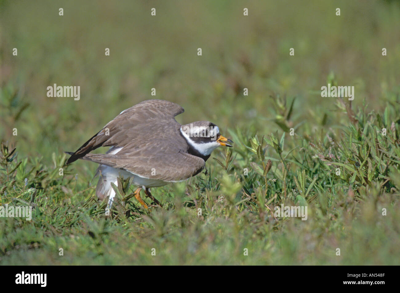 Broken Wing Display High Resolution Stock Photography and Images - Alamy