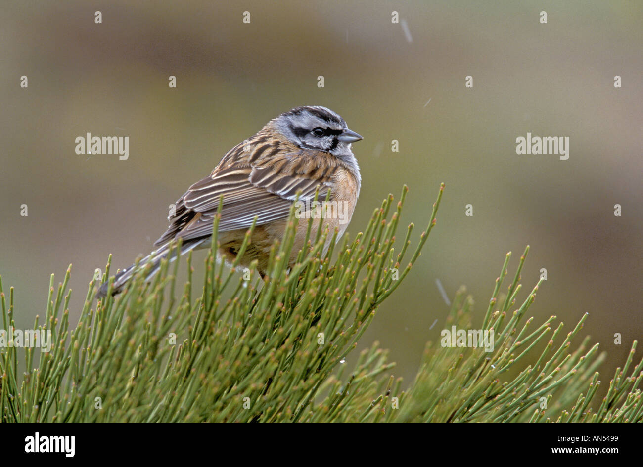 ROCK BUNTING Emberiza cia Stock Photo - Alamy