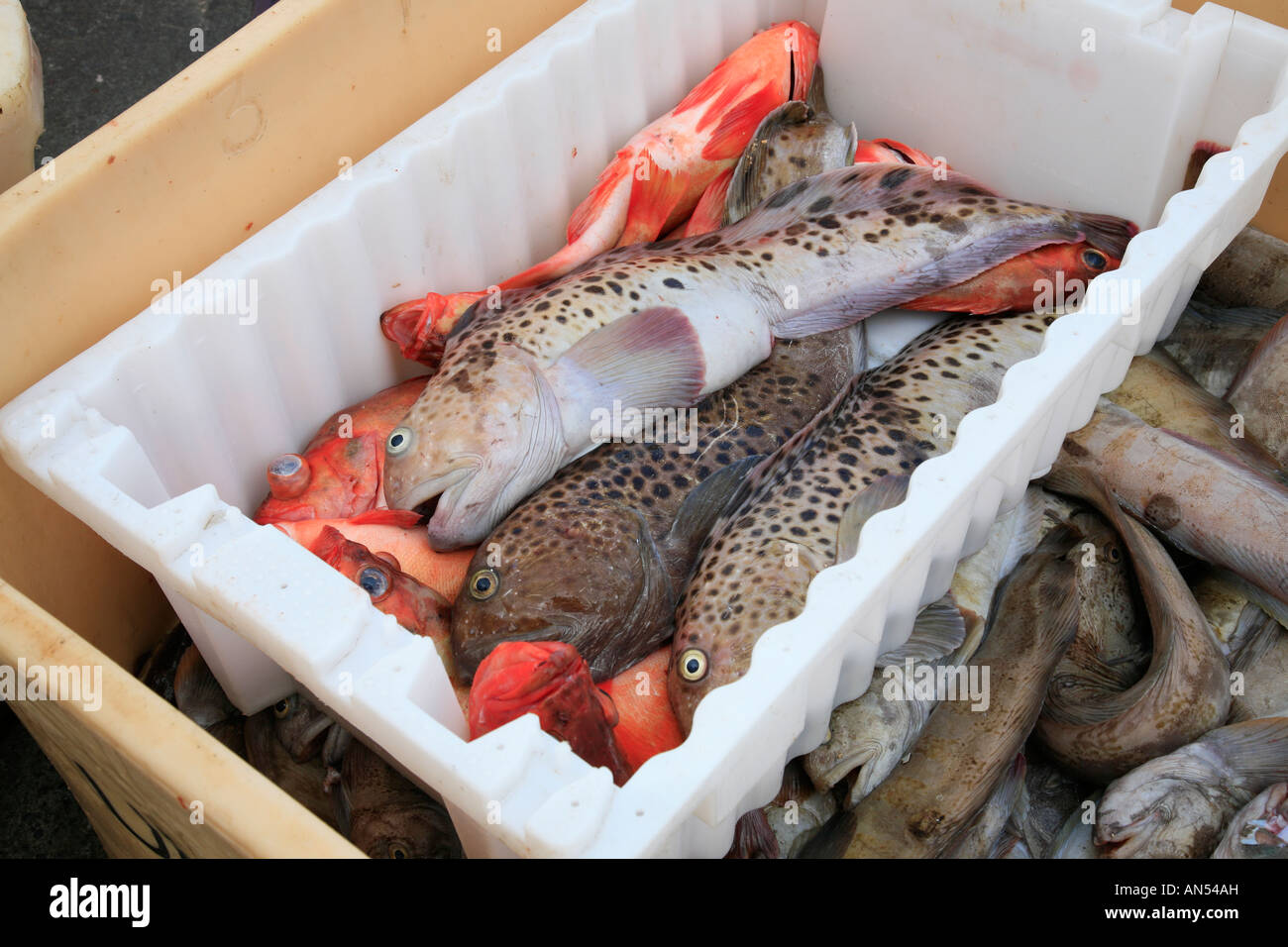 Spottet Wolffish (Anarhichas minor) and Redfish (Sebastes marinus ...