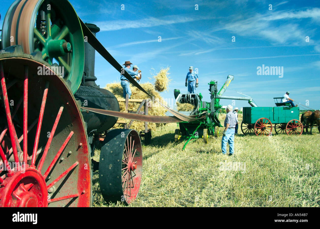 Old fashioned grain threshing with steam engines and horses at the ...