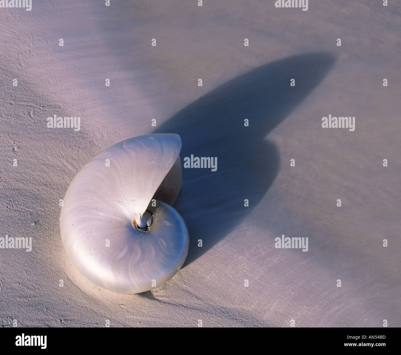 Nautilus shell lying on the beach Turks and Caicos Islands Stock Photo ...