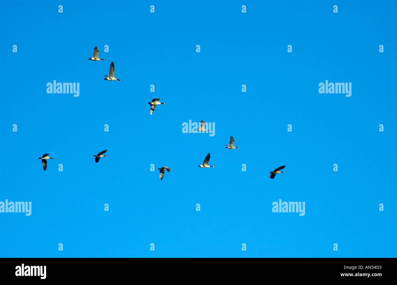 Canada geese in V form flight over the Fort Whyte Nature Center in ...