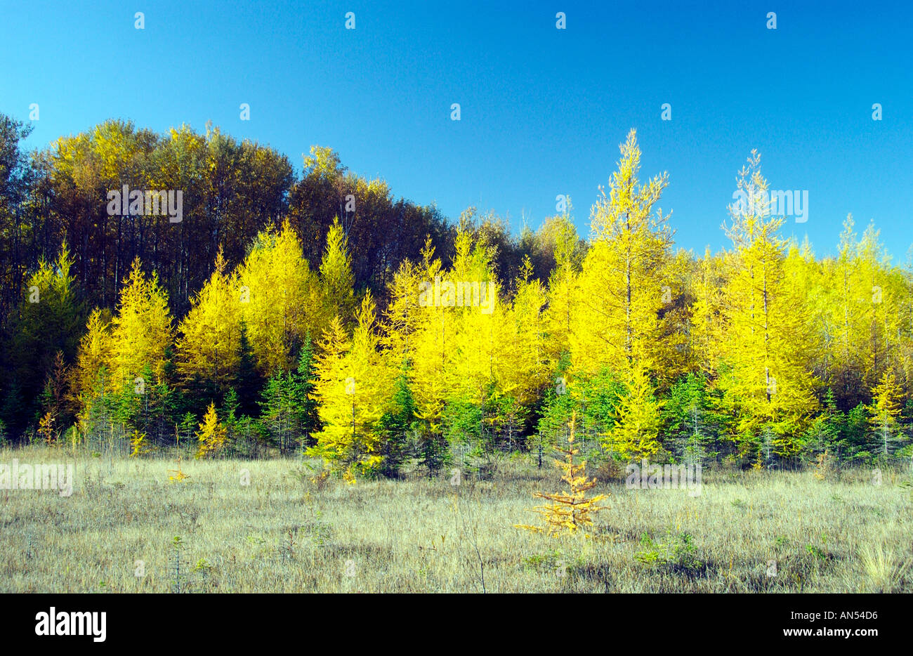 Larch trees in autumn gold hi-res stock photography and images - Alamy