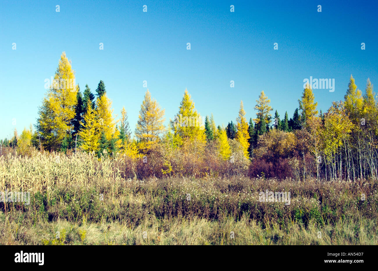 The fall foliage color change in the golden larch in southern Manitoba ...
