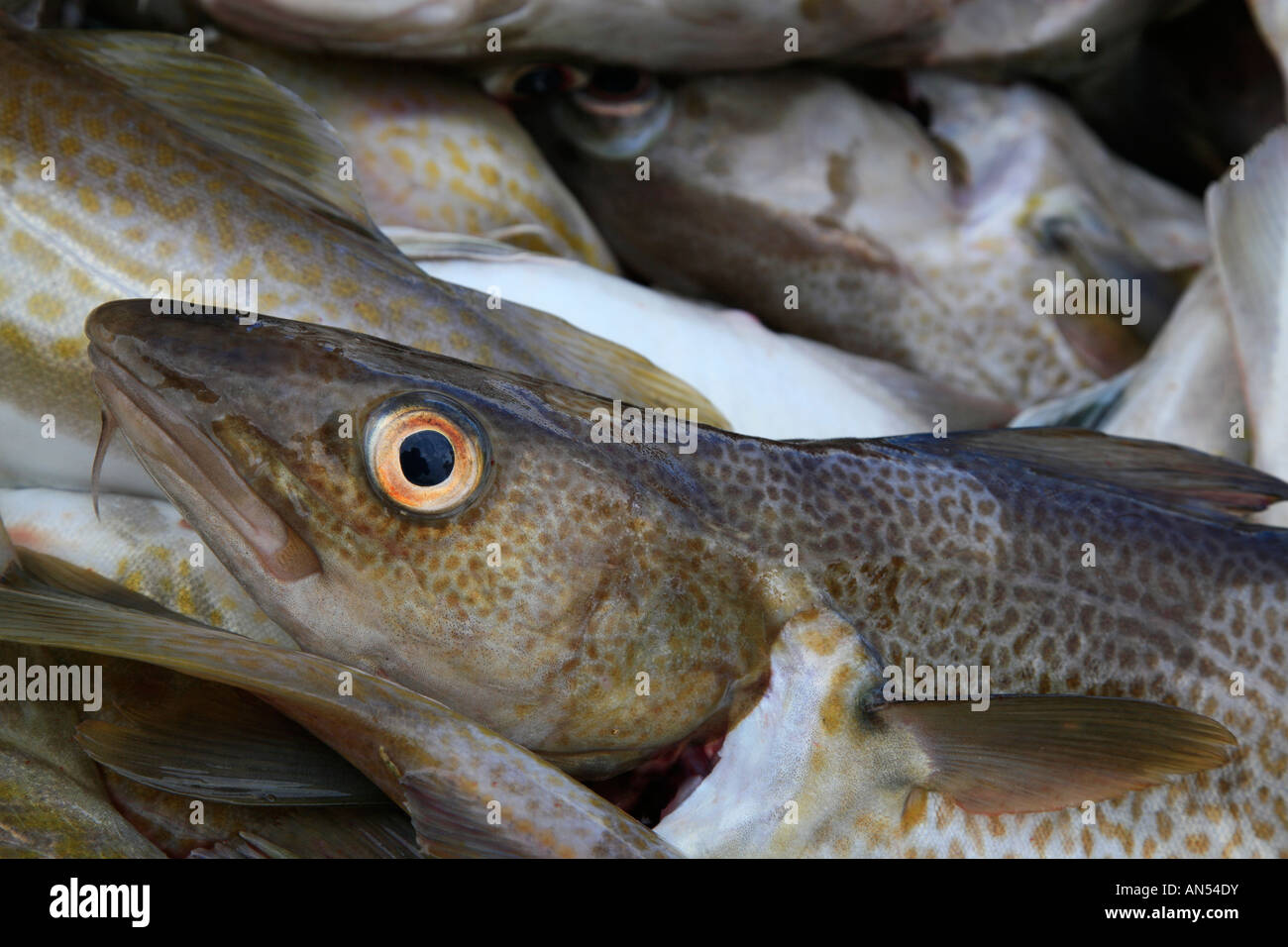 Codling gadus morhua hi-res stock photography and images - Alamy