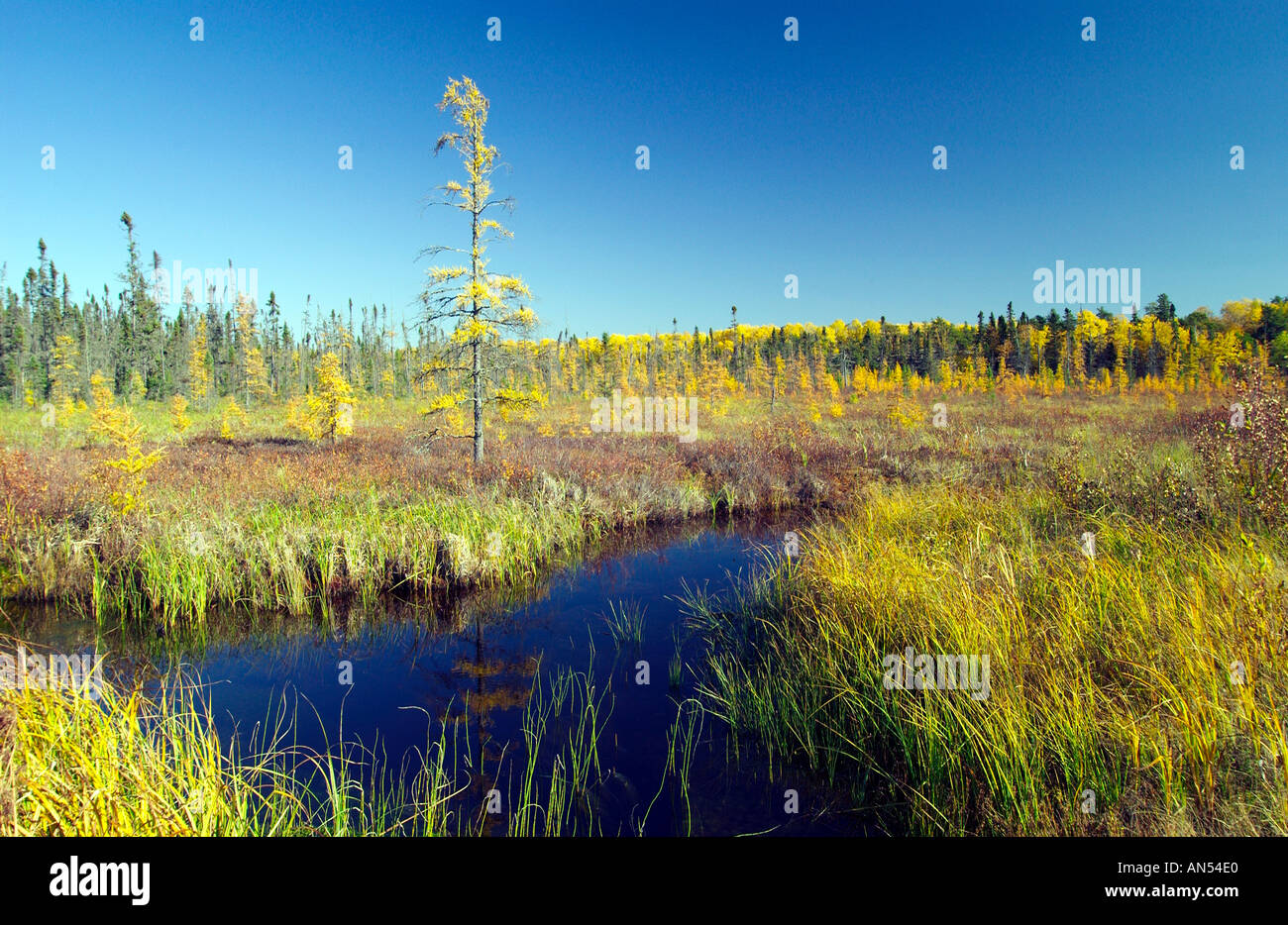 Fall foliage color in the marshes of the Whiteshell Provincial Park ...