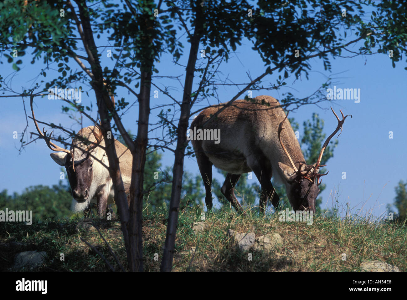 Cariboo trees hi-res stock photography and images - Alamy