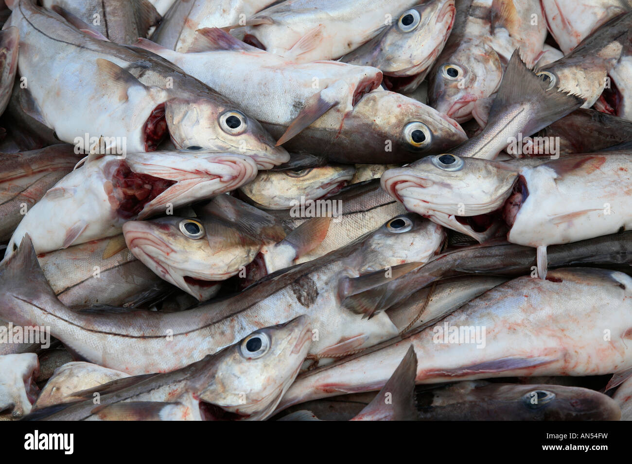 haddock, Melanogrammus aeglefinus, caught in Iceland; Schellfisch, hyse ...
