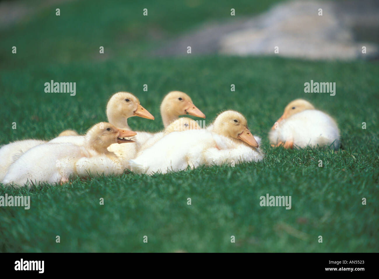 Fuzzy Ducklings Hi Res Stock Photography And Images Alamy