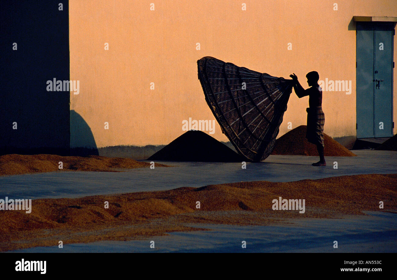 In rural Bangladesh a cone shaped cover made from wicker is placed over ...