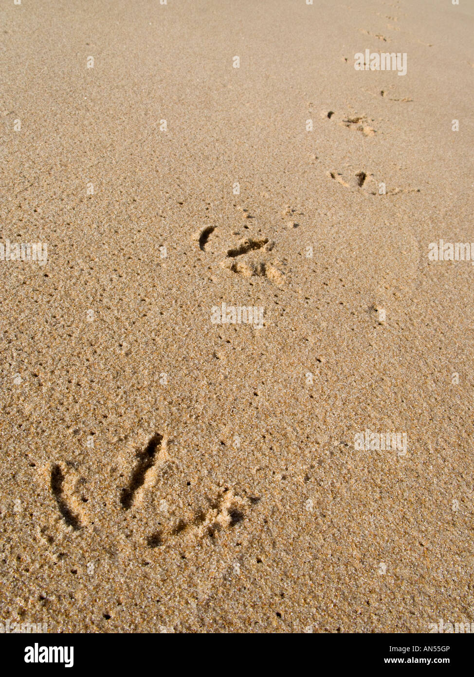 Seagull footprints on a golden beach sand Stock Photo - Alamy