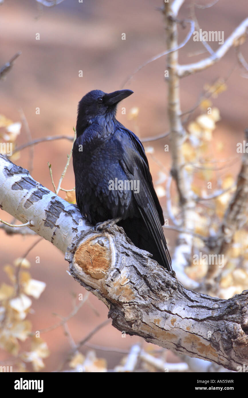 The black raven hi-res stock photography and images - Alamy