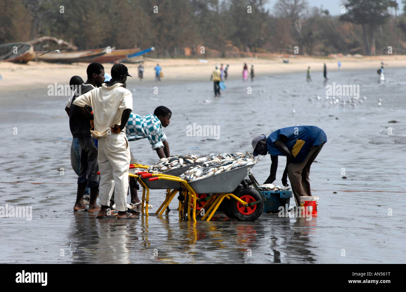 Large catch of fish, Tanji, The Gambia, West Africa Stock Photo - Alamy