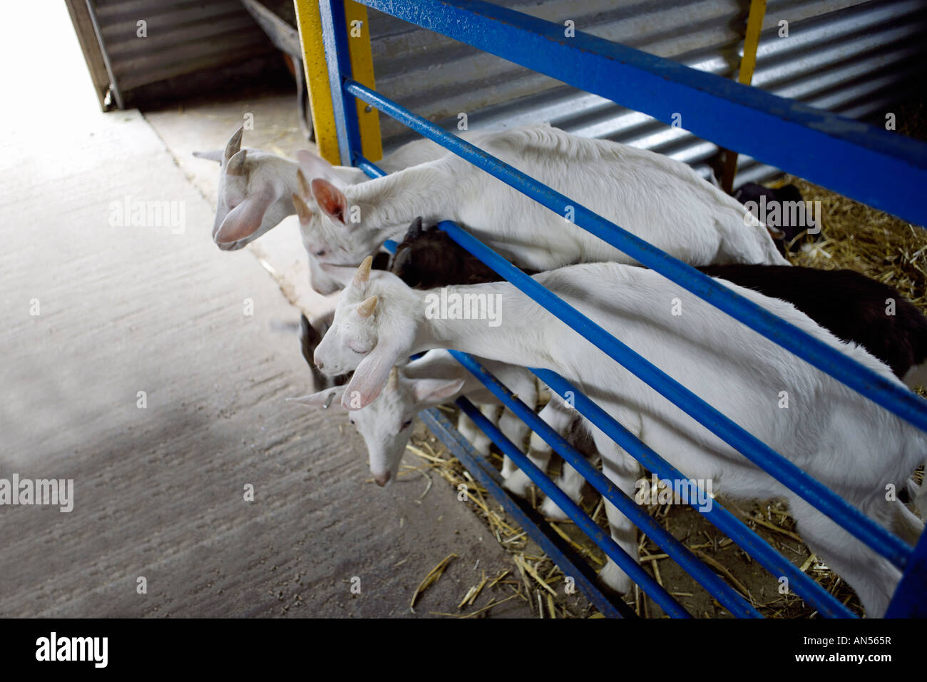 Saanen goats in a pen, Wiltshire, England, UK, English farming Stock ...