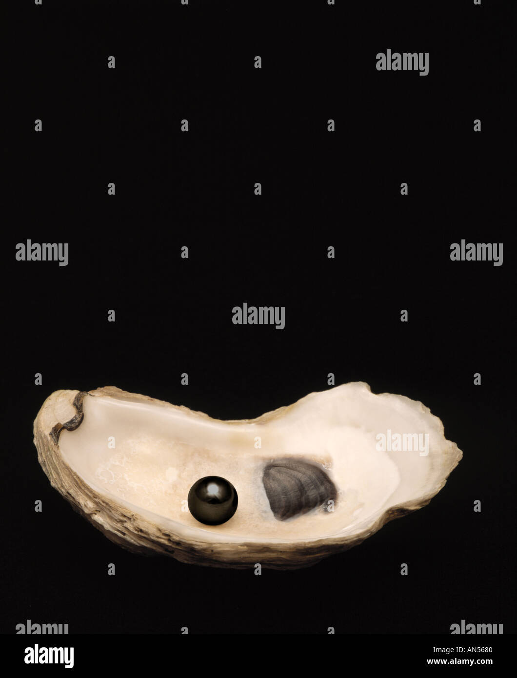 Black pearl in oyster shell Stock Photo - Alamy
