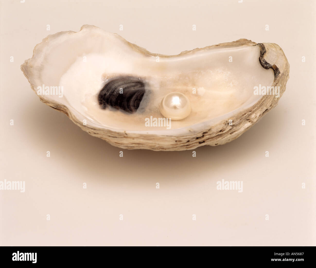 pearl in oyster shell Stock Photo - Alamy