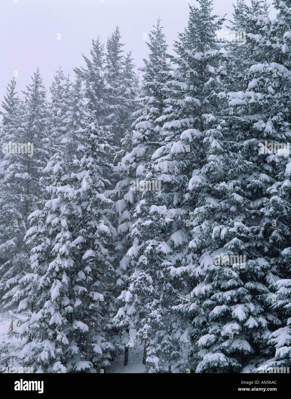 evergreen trees covered in snow Stock Photo - Alamy